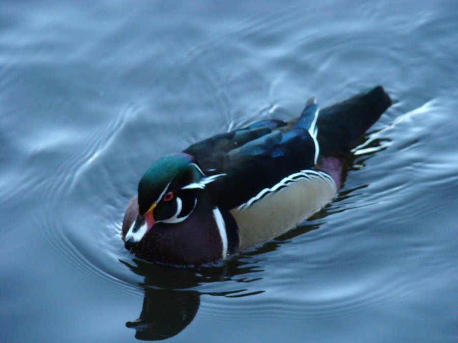 Anatra sposa? , Natura Mediterraneo | Forum Naturalistico