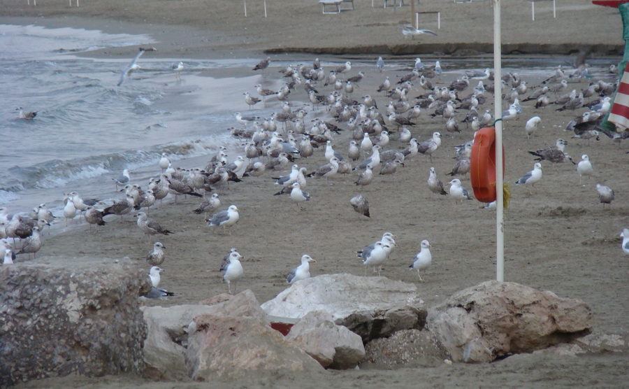 DISCUTIAMO DI......GABBIANI! , Natura Mediterraneo | Forum Naturalistico
