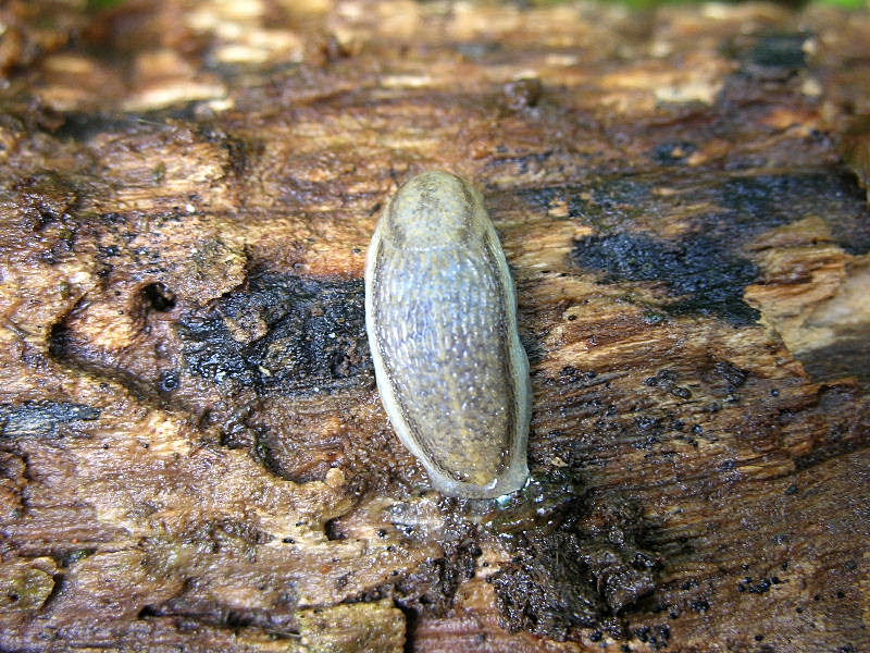 Arion circumscriptus , Natura Mediterraneo | Forum Naturalistico