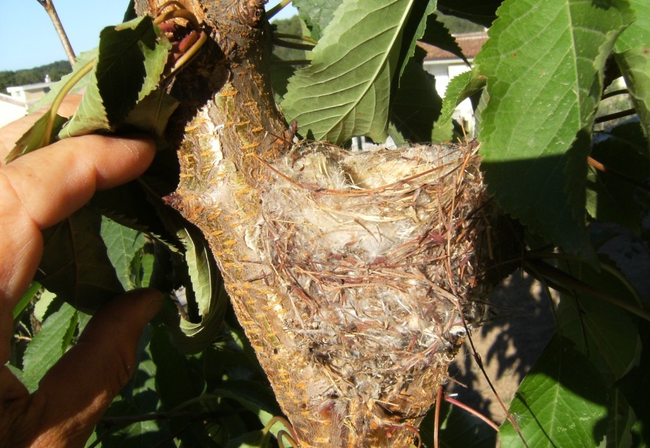 Foto ai nidi , Natura Mediterraneo | Forum Naturalistico