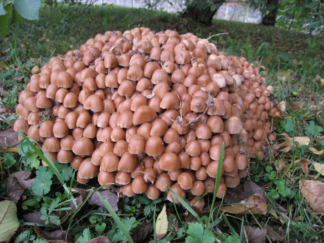 Psathyrella multipedata , Natura Mediterraneo | Forum Naturalistico