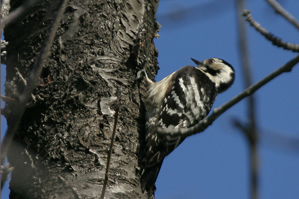 il picchio , Natura Mediterraneo | Forum Naturalistico